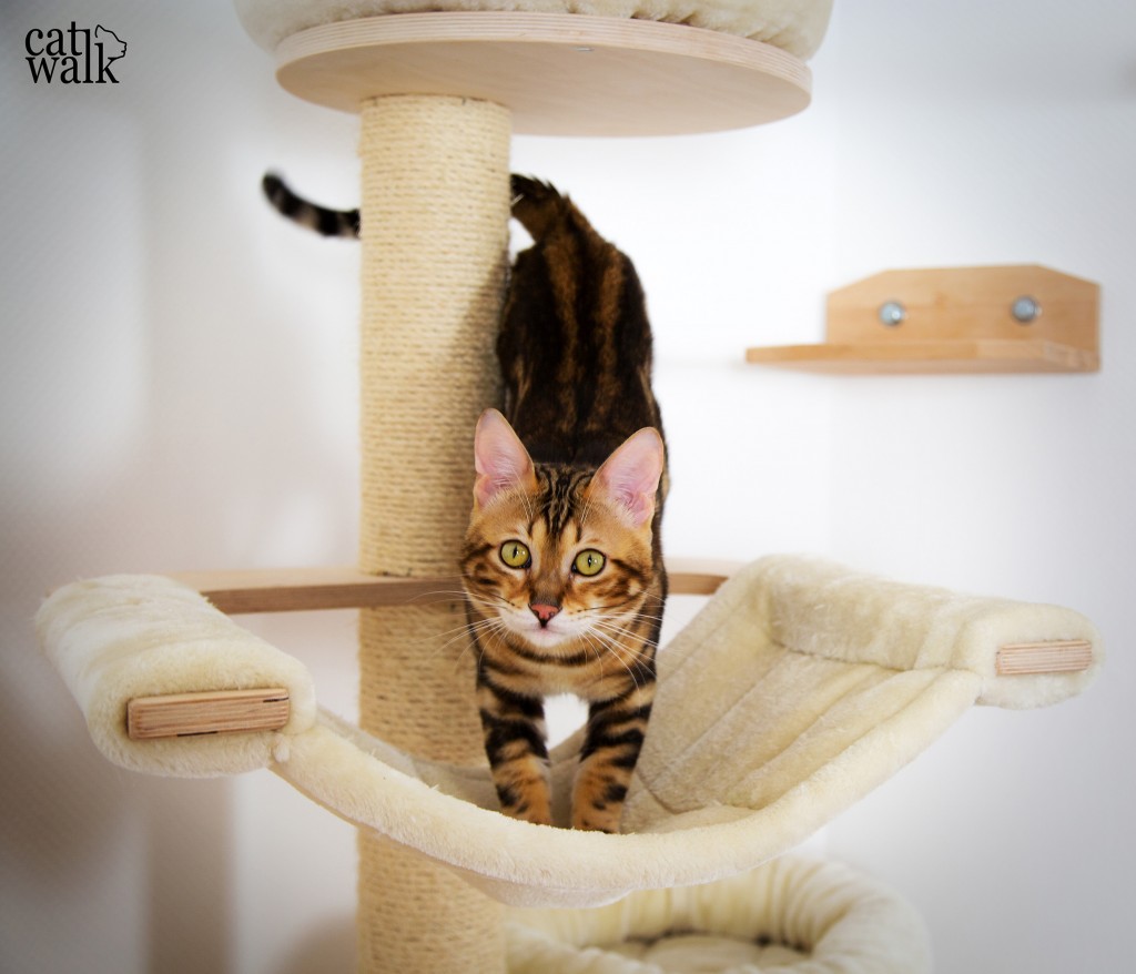 Ein Catwalk Für Unseren Bengal Kater Catwalk Diy Kletterwand Für Katzen